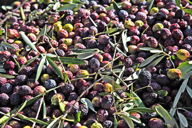 Cosecha Verde Oliva En El Campo En Italia Foto de archivo - Imagen de ...