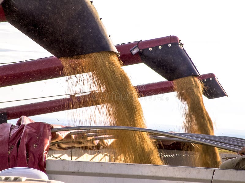 Cosecha Y Transporte De La Soja Imagen de archivo - Imagen de campo ...