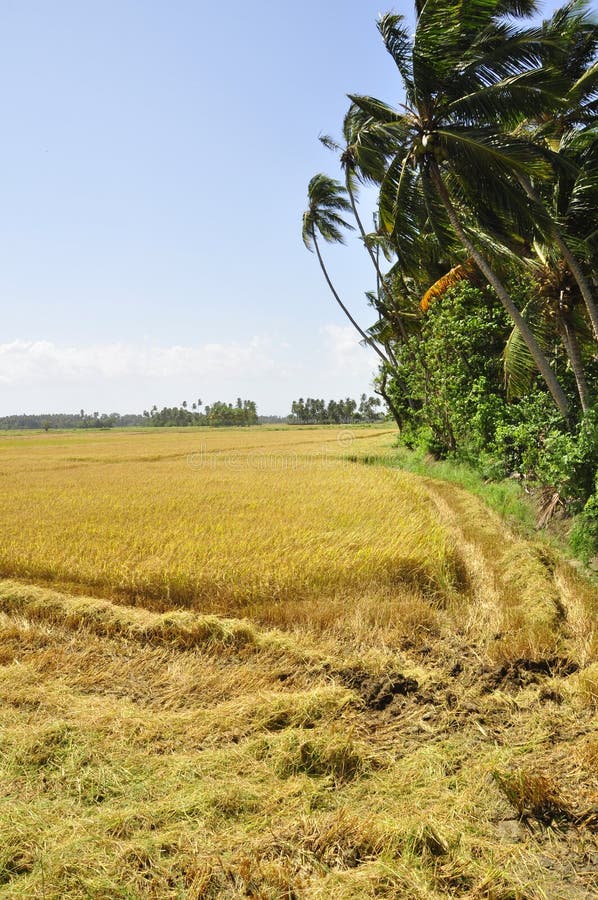 Cosechas Listas Para Cosechar Foto de archivo - Imagen de agricultura ...