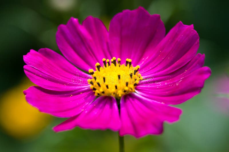 Cosmea flower stock photo. Image of garden, floral, bloom - 4078704