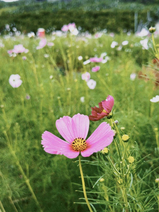 Cosmea Flower Blooming in Grass Stock Photo - Image of delicate, garden ...