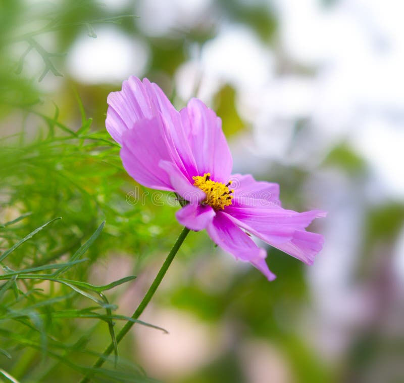 Cosmea flower. stock photo. Image of leaves, purple, sunlight - 34579546