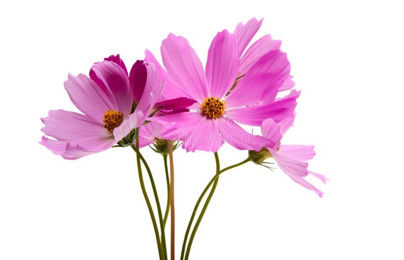 Cosmea flower isolated stock image. Image of macro, isolated - 177415419