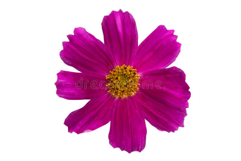Cosmea flower isolated stock image. Image of cosmea - 242384513