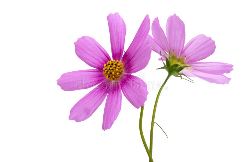 Cosmea flower isolated stock image. Image of spring - 253428149