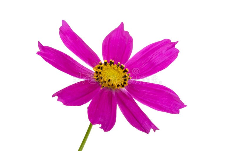 Cosmea flower isolated stock photo. Image of yellow - 253671712