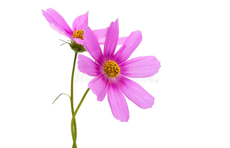 Cosmea flower isolated stock image. Image of summer - 254230631