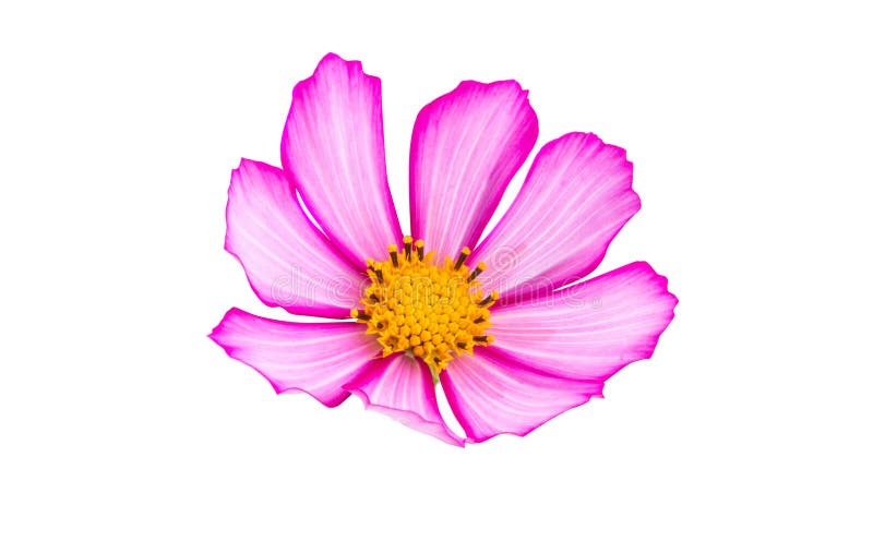 Cosmea flower isolated stock photo. Image of nature - 270430310