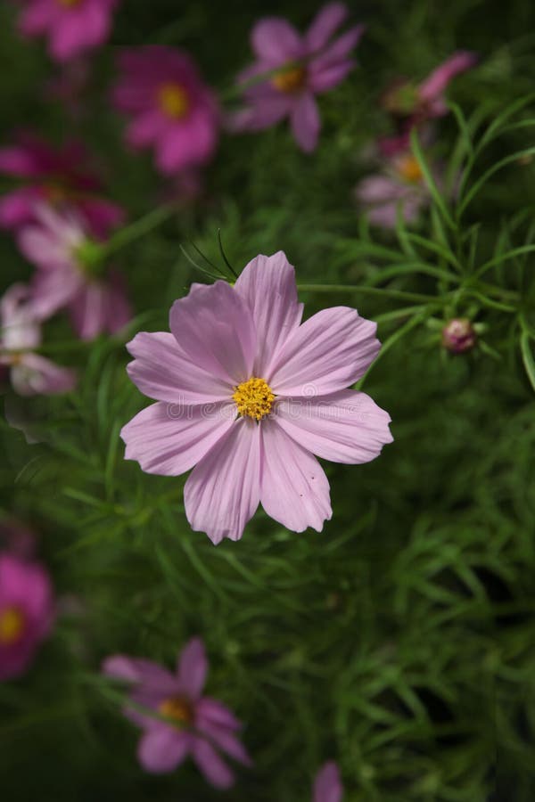 Cosmea Flower in Natural Environment Green Background Stock Image ...