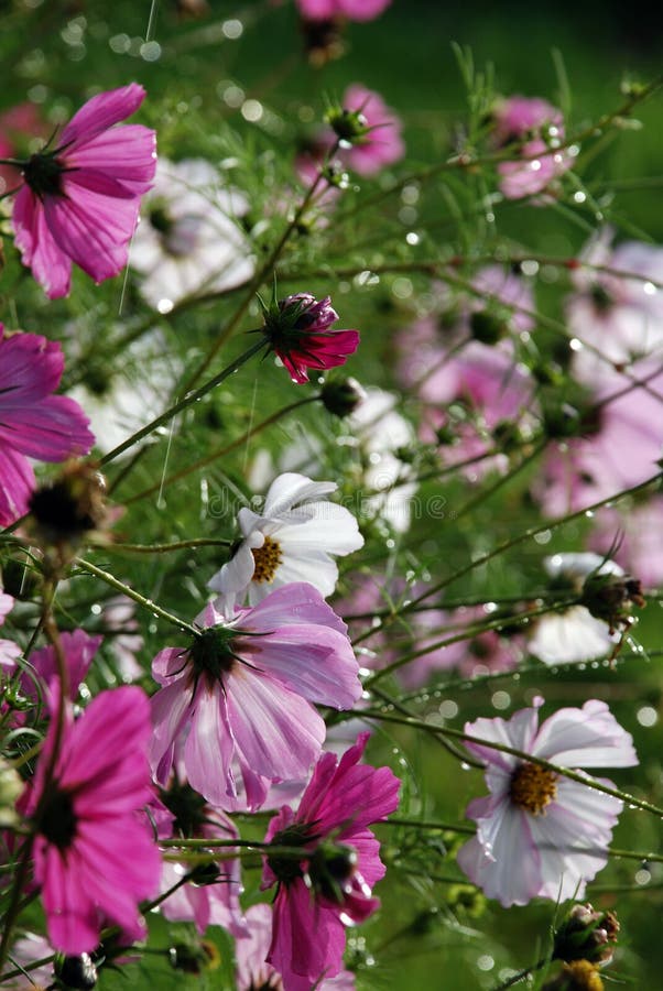 Cosmea flowers stock image. Image of flower, nature, daisy - 27076255