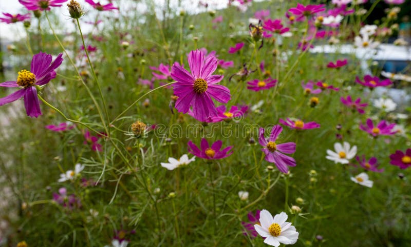 Cosmea Flowers in the Flowerbed Stock Image - Image of bloom, colorful ...