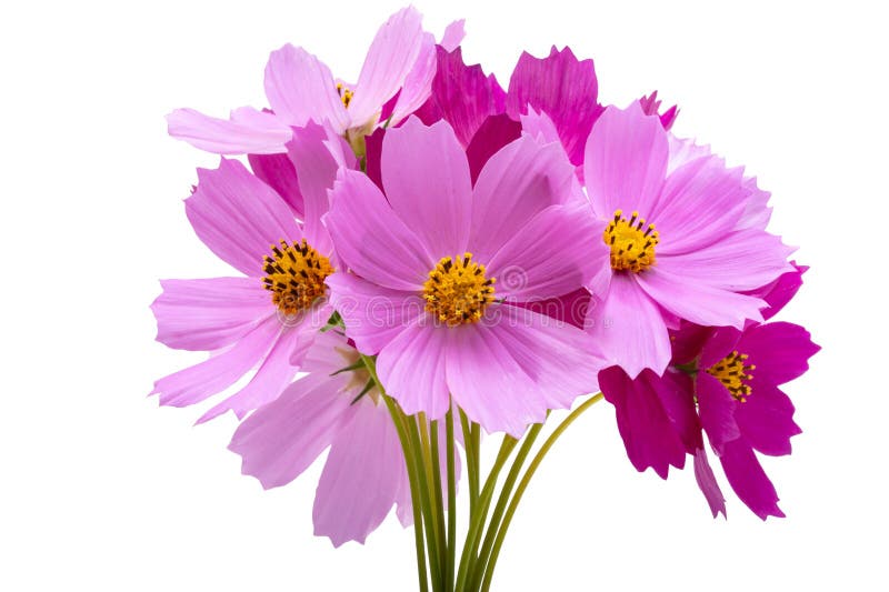 Cosmea flowers isolated stock image. Image of pink, cosmea - 289625915