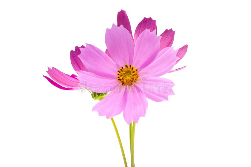 Cosmea flowers isolated stock image. Image of mexican - 289626257