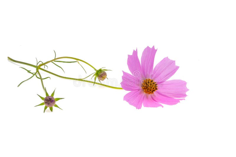 Cosmea flowers isolated stock photo. Image of beauty - 289626258