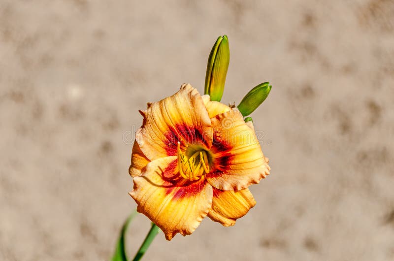 Cosmic Hummingbird Day Lily Stock Photo - Image of summer, blooming ...