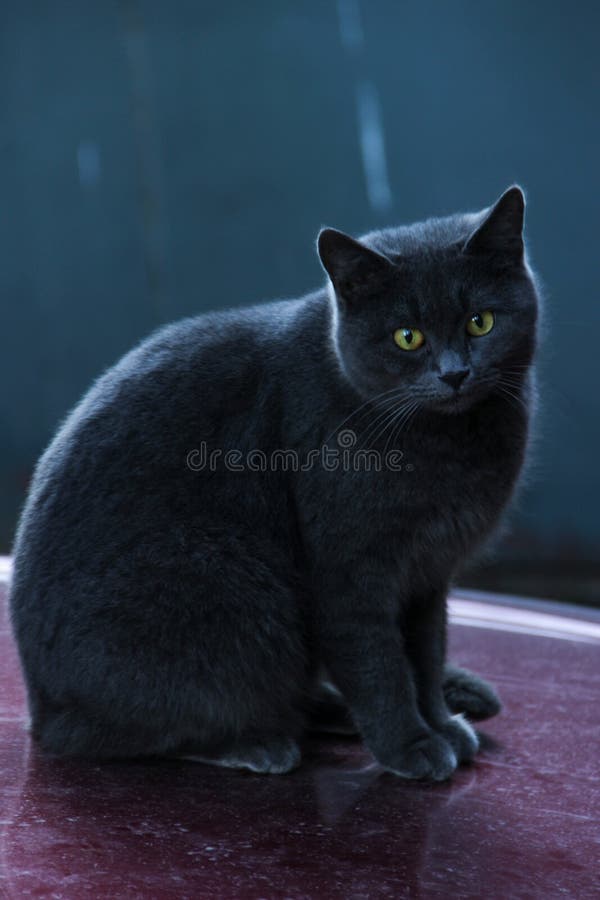 Cosmo cat imagen de archivo. Imagen de animal, hocico - 224879961