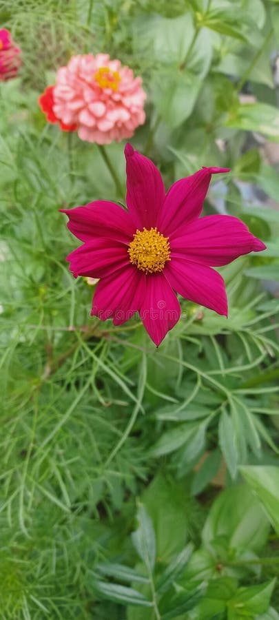 Cosmo flower garden stock image. Image of pinkcosmo - 284542999