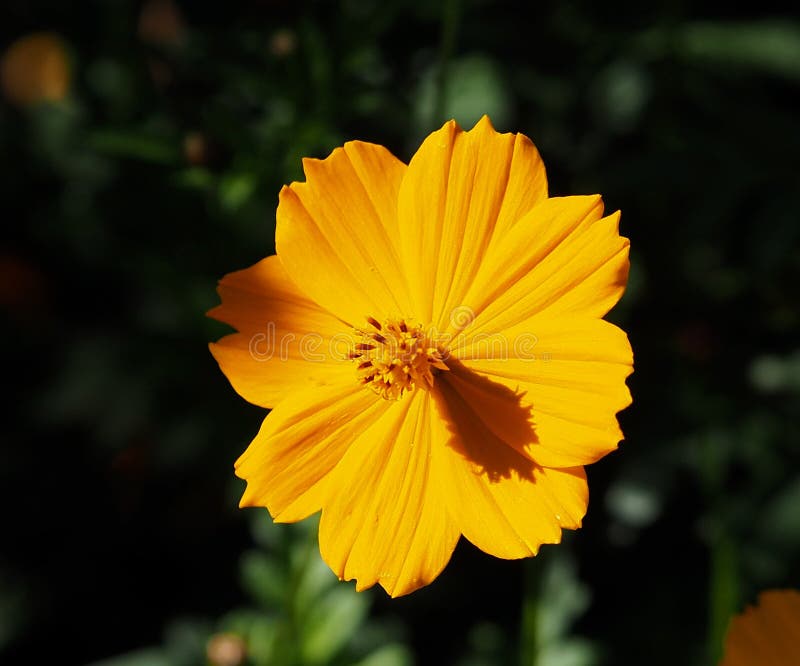 Cosmo Orange Ou Cosmos Sulphureus En Fleur Photo stock - Image du ...