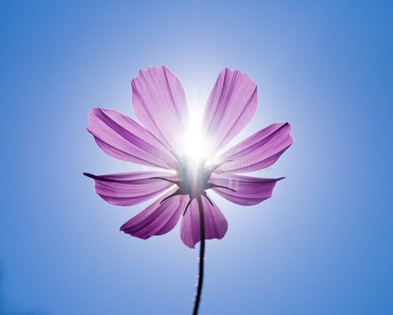 Cosmo Under Sunshine Blue Sky Stock Photos - Free & Royalty-Free Stock ...