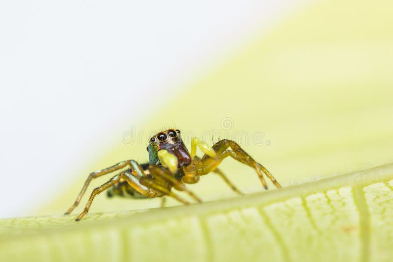 Cosmophasis Umbratica Jumping Spider Stock Photo - Image of closeup ...
