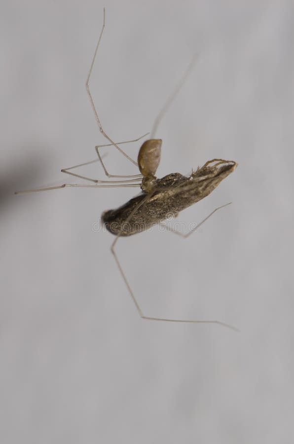Cosmopolitan Cellar Spider with Prey Stock Photo - Image of cellar ...