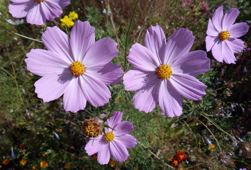 Cosmos autumn stock photo. Image of cosmos, flower, soft - 100715060