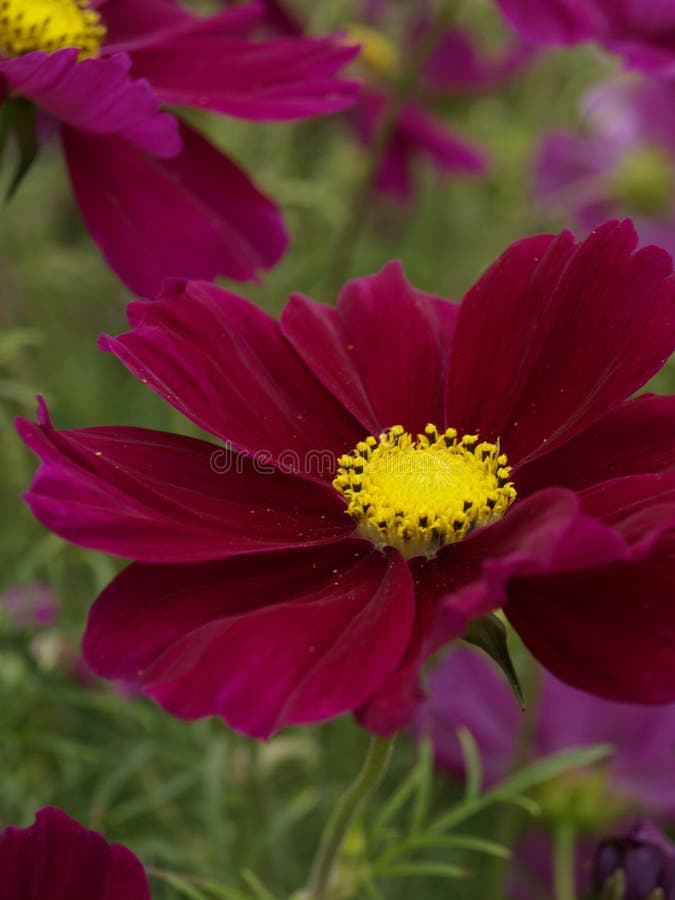 Cosmos Bipinnatus Apollo Carmine 07 Stock Photo - Image of apollo ...