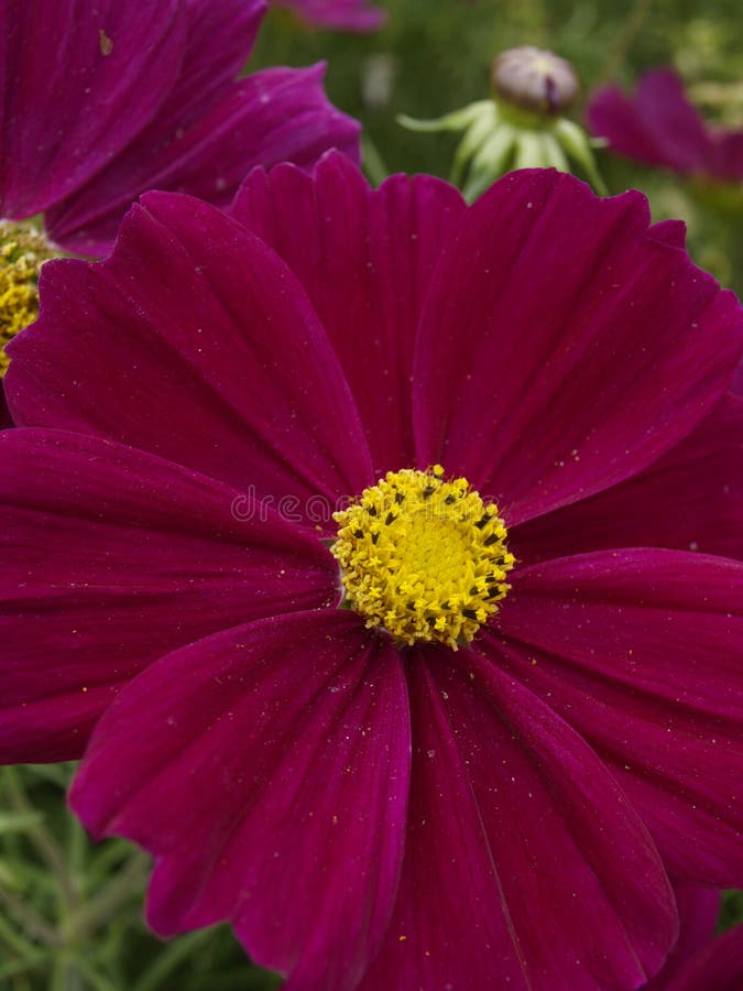 Cosmos Bipinnatus Apollo Carmine 04 Stock Photo - Image of single ...