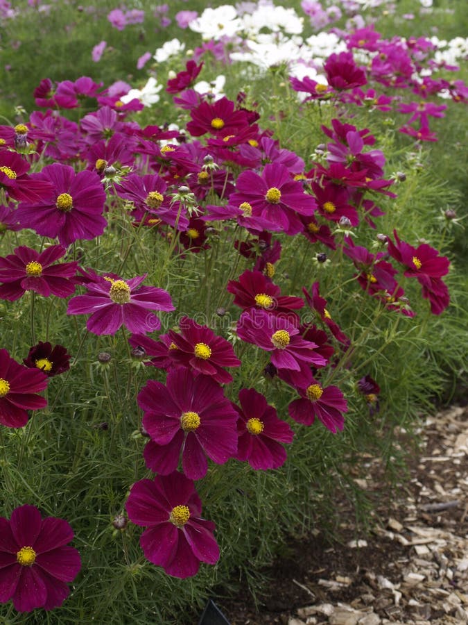 Cosmos Bipinnatus Apollo Carmine 02 Stock Photo - Image of garden ...