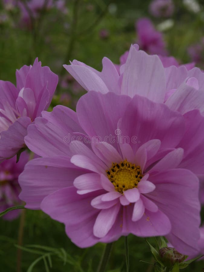 Cosmos Bipinnatus Fizzy Pink 01 Stock Image - Image of flower, unique ...