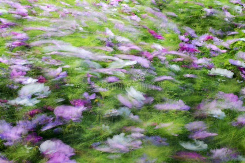Cosmos Bipinnatus Flowers on a Wind. Stock Photo - Image of blur ...