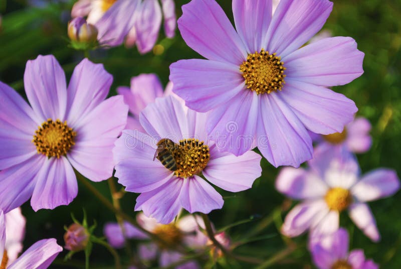 Cosmos Bipinnatus Lilac Close Up Stock Photo - Image of plant, colorful ...