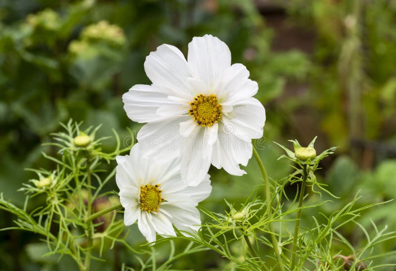 Close Up of Two White Flowers of Cosmos Bipinnatus `Sea Shells` Mixed ...