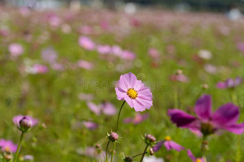 Cosmos are Blooming One by One in the Field Stock Photo - Image of ...