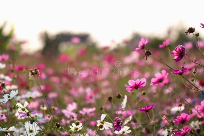 Cosmos Blossom Field Background , Close Up Nature in the Evening Stock ...