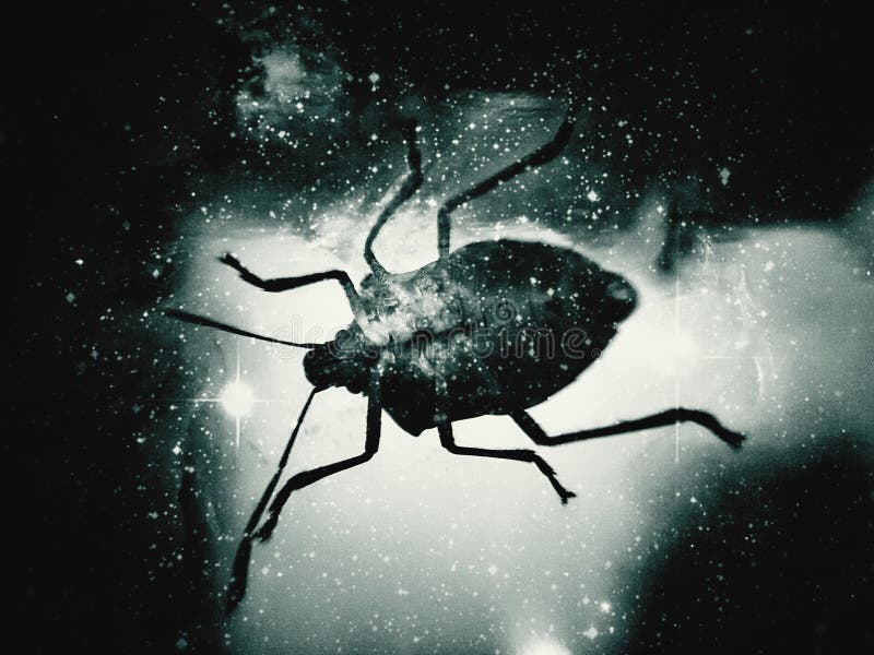 Cosmos bug stock photo. Image of galaxy, cosmos, chinch - 80735328