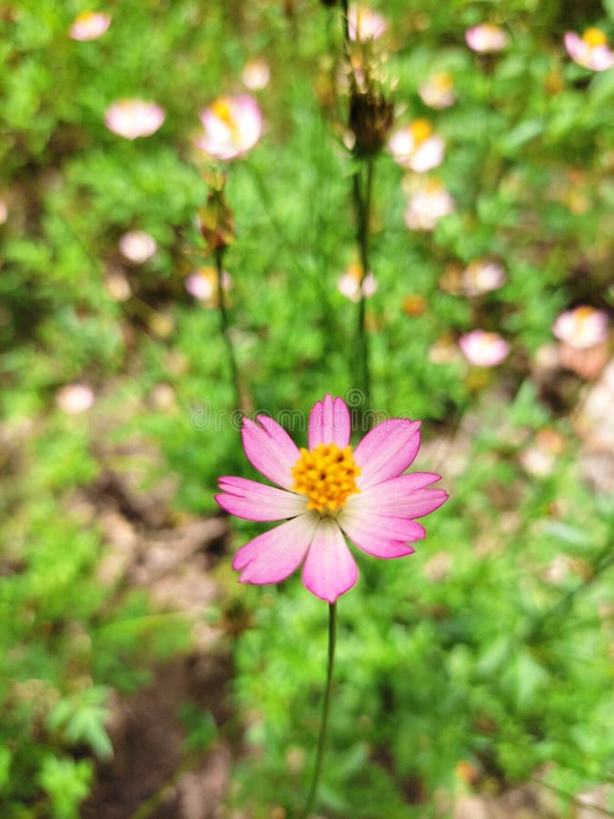 Cosmos Caudatus Kunth Which is Blooming is Beautiful Stock Image ...