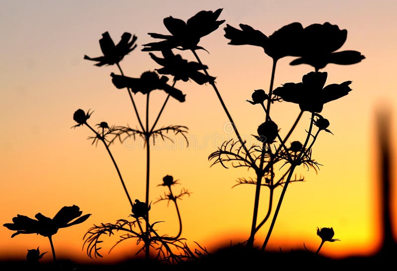 Cosmos Command Attention Stock Photos - Free & Royalty-Free Stock ...