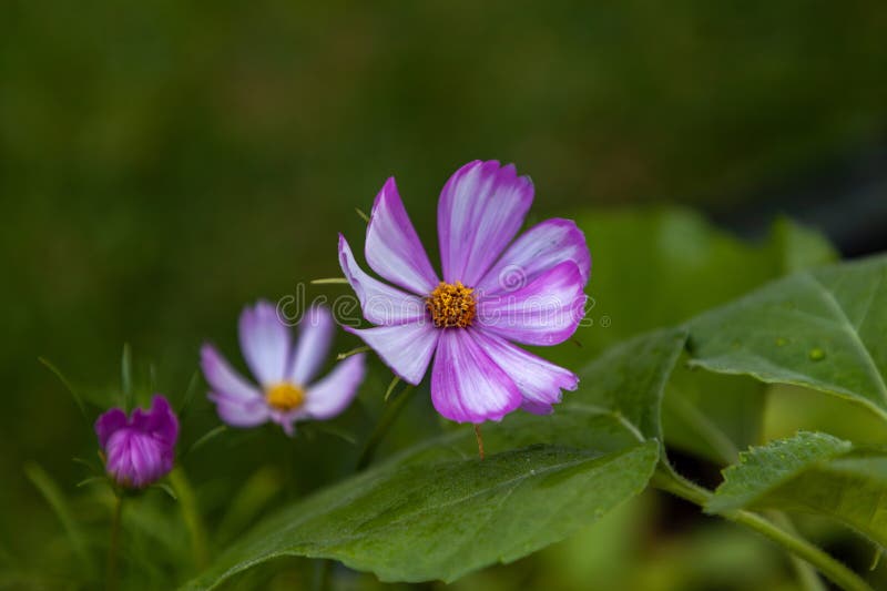 Cosmos Daisy Flowers Cosmos Bipinnatus Grows in an Organic Garden Stock ...