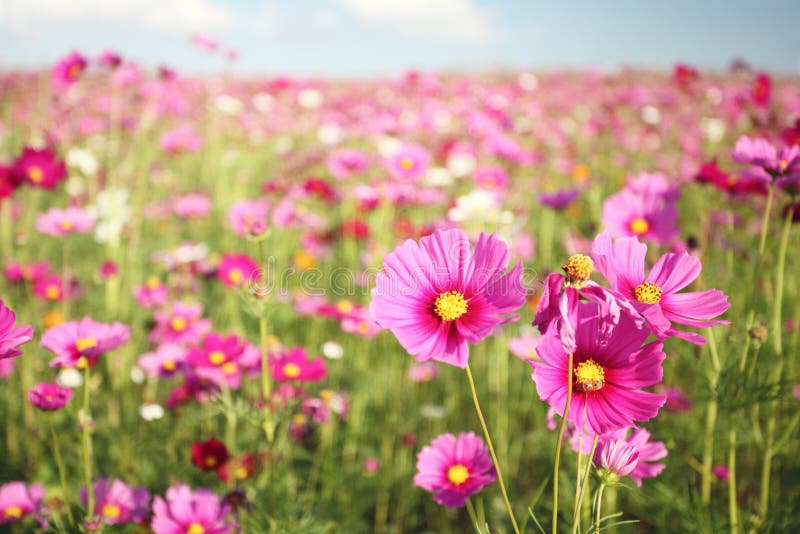 Cosmos field stock image. Image of flower, blossom, beautiful - 141570967