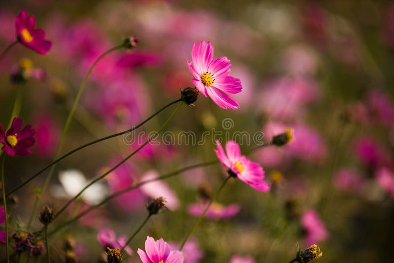 Cosmos field stock photo. Image of natural, blooming - 23863962