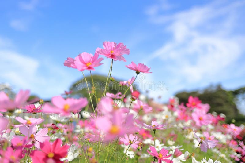 Cosmos field stock photo. Image of sunny, cosmos, grass - 267119684