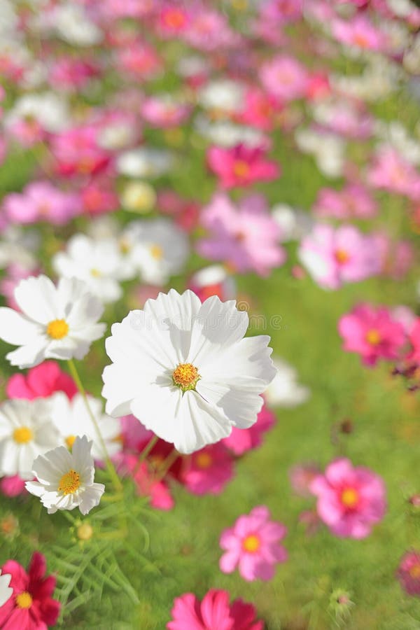 Cosmos field stock photo. Image of pink, nature, fall - 267119708