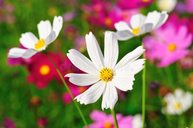 Cosmos Field stock photo. Image of plant, pink, beautiful - 28228210