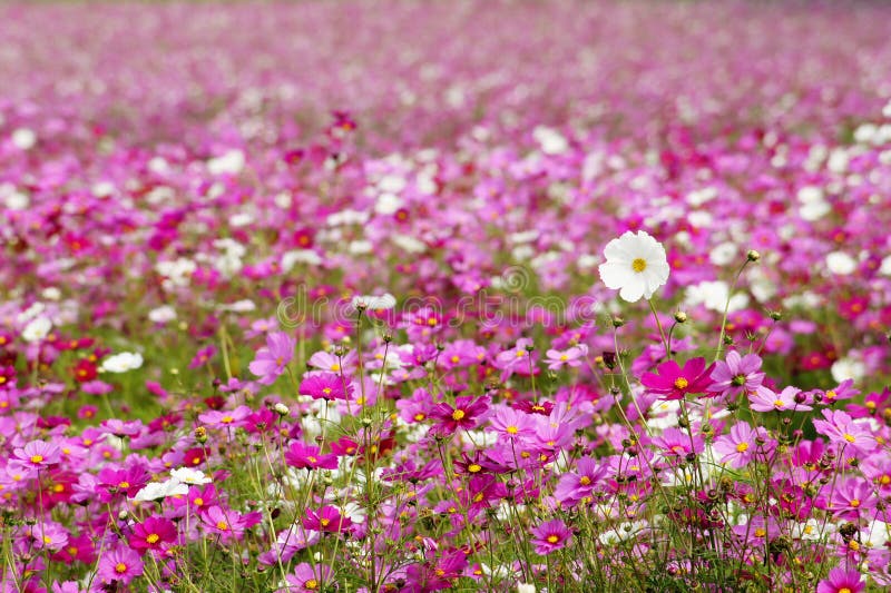 Cosmos field stock image. Image of background, plant - 80649729