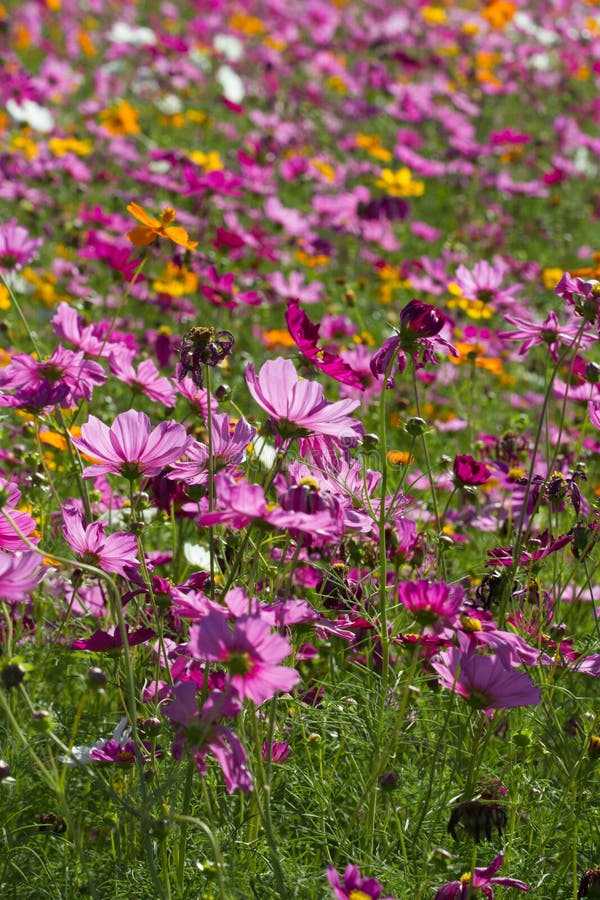 Cosmos field stock image. Image of tree, background, green - 47891235