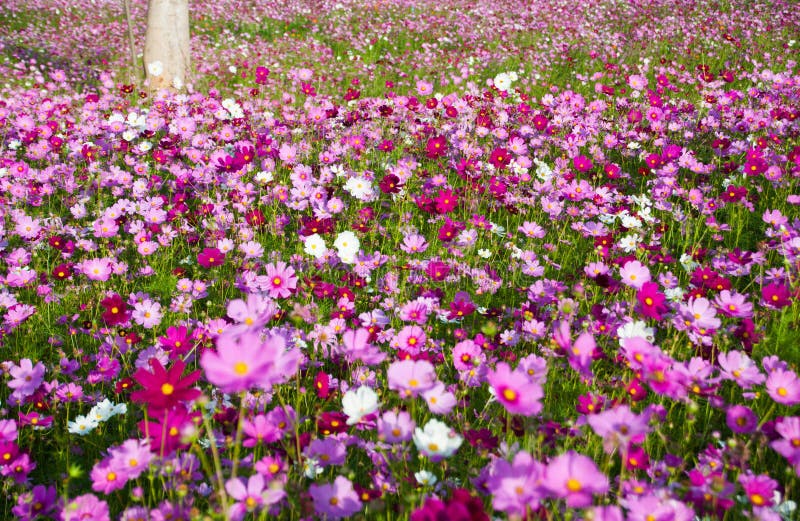 Cosmos field stock photo. Image of beauty, closeup, blossom - 62663290
