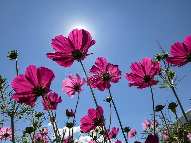 Cosmos Field in Full Bloom, Pink Cosmos in Backlight Stock Photo ...