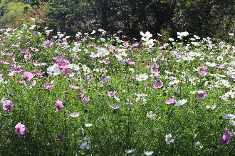 Cosmos Field in the Sunlight Stock Photo - Image of nature, park: 114632942
