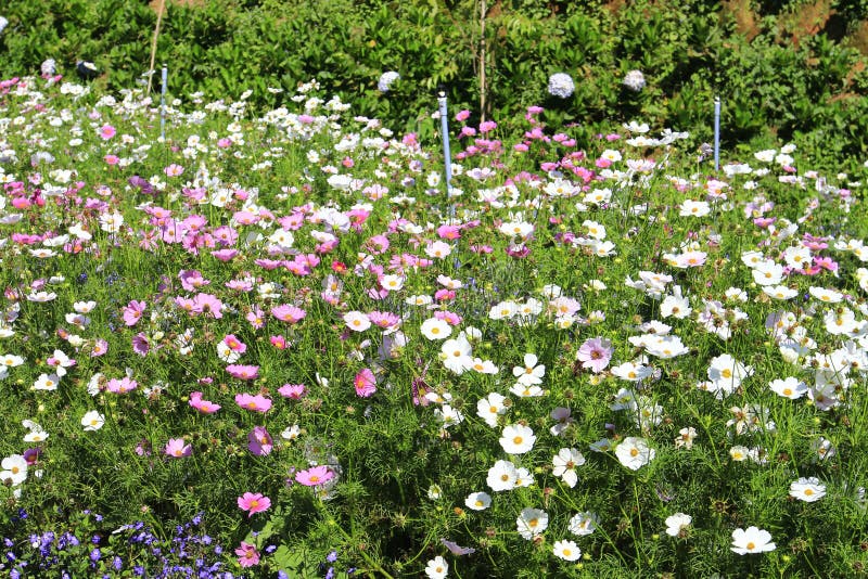 Cosmos Field in the Sunlight Stock Image - Image of grass, park: 114633101